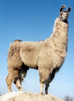 NephiCode: March 2017