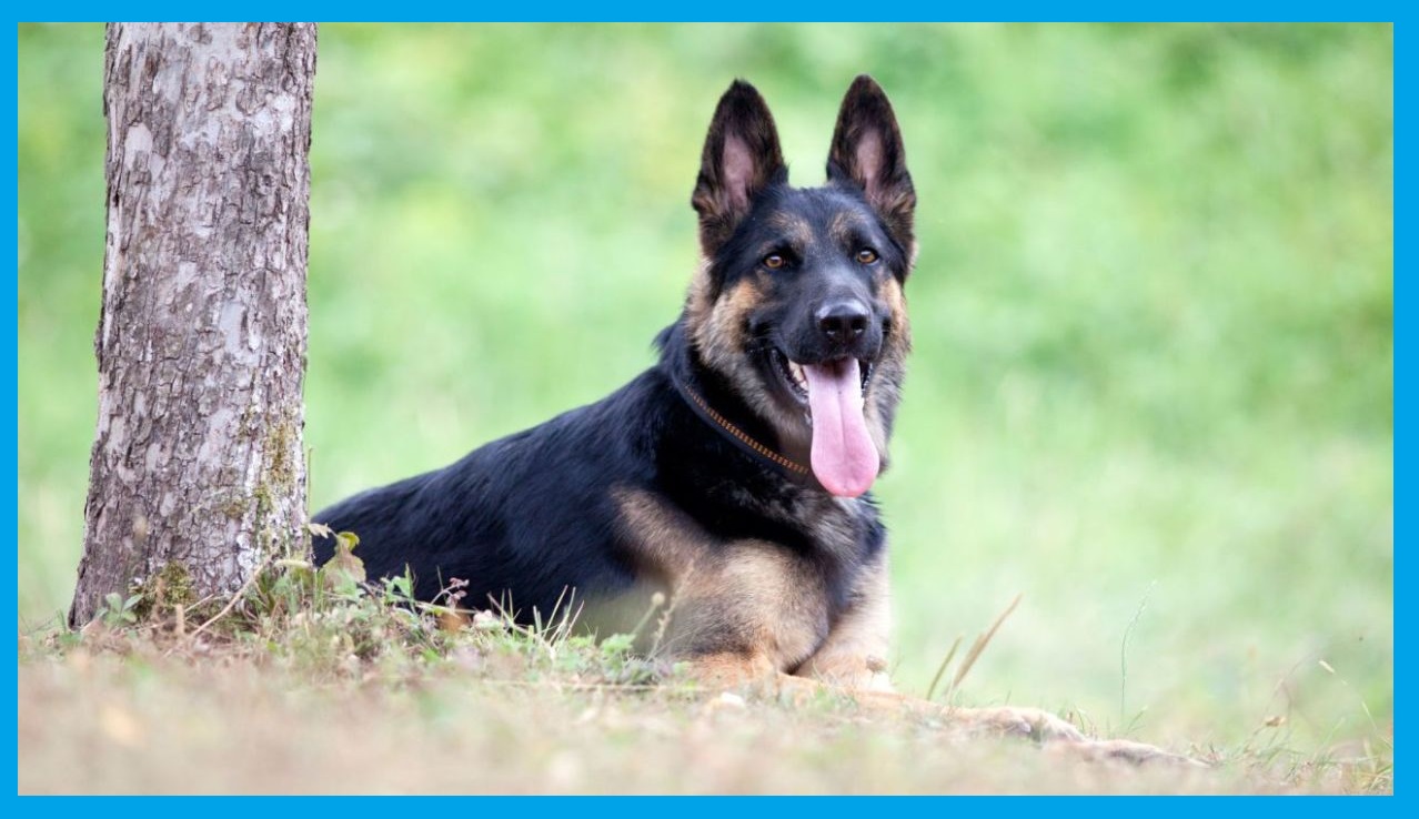 Tipos de Perro Guardián