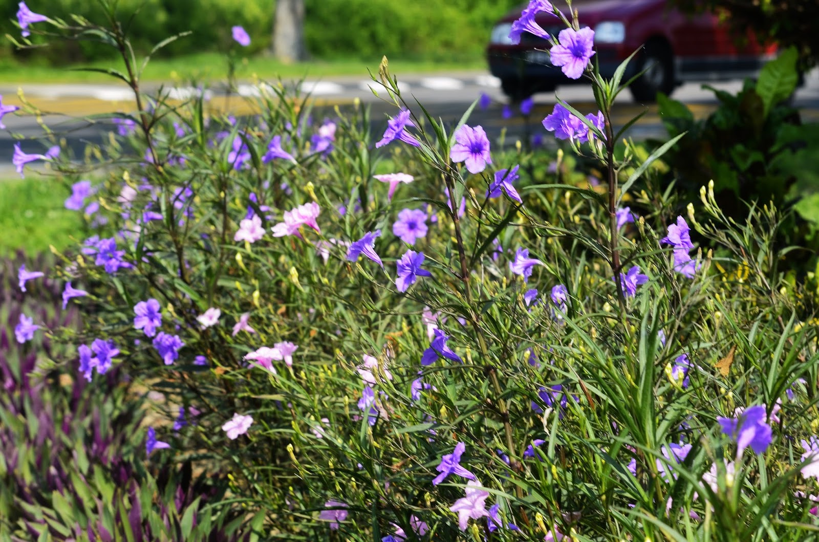 Laman Kambatik Plants list (3rd ed.): Mexican Blue Bells (Ruellia ...