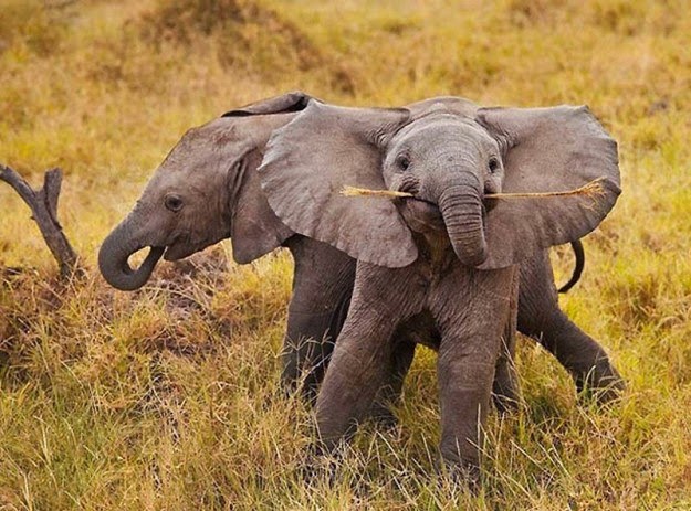 Asian Cute Baby Elephants - 33 Images ♣ | OSMEB