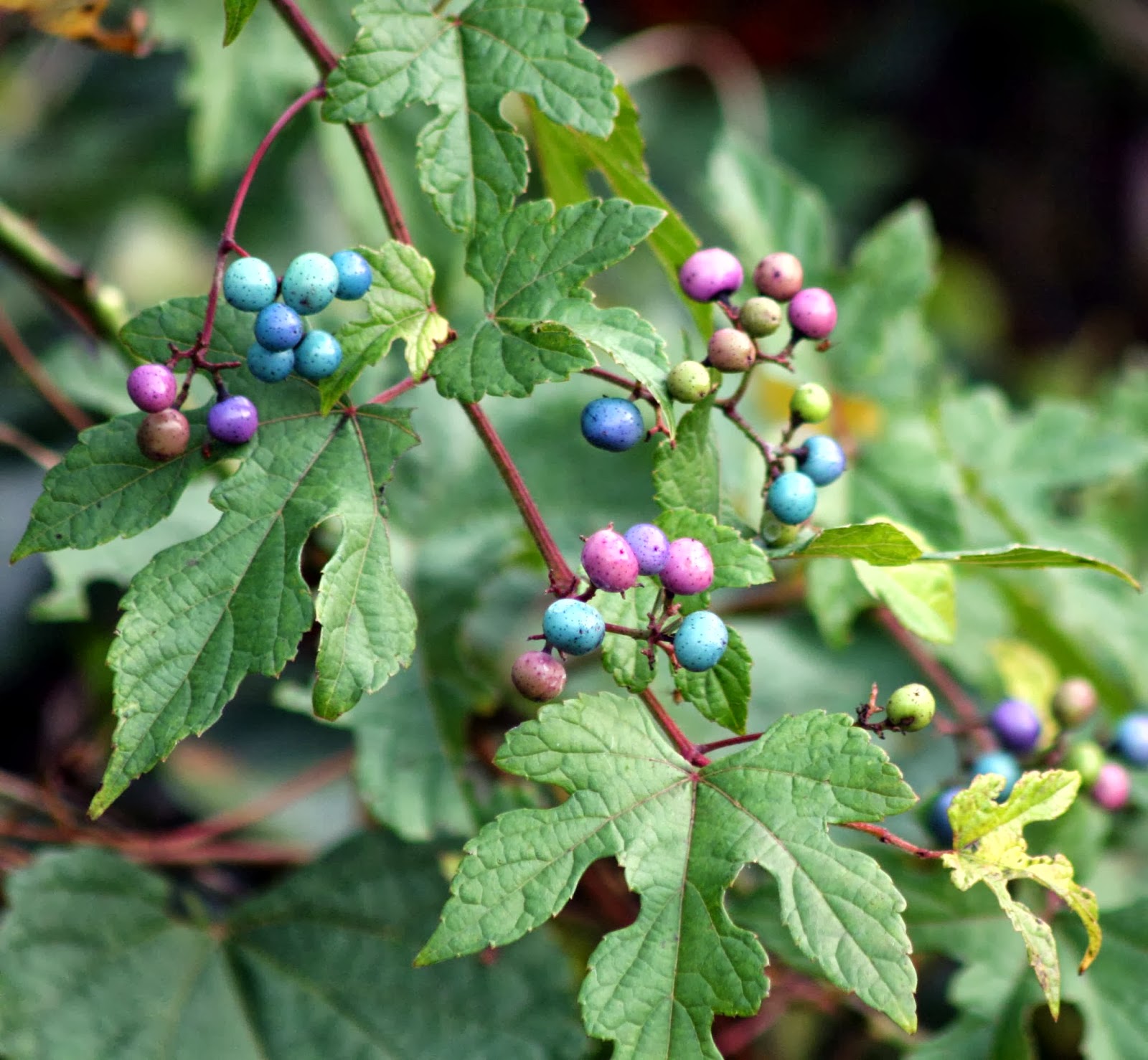 Avalonia eTrails: Beauty can be a beast - again