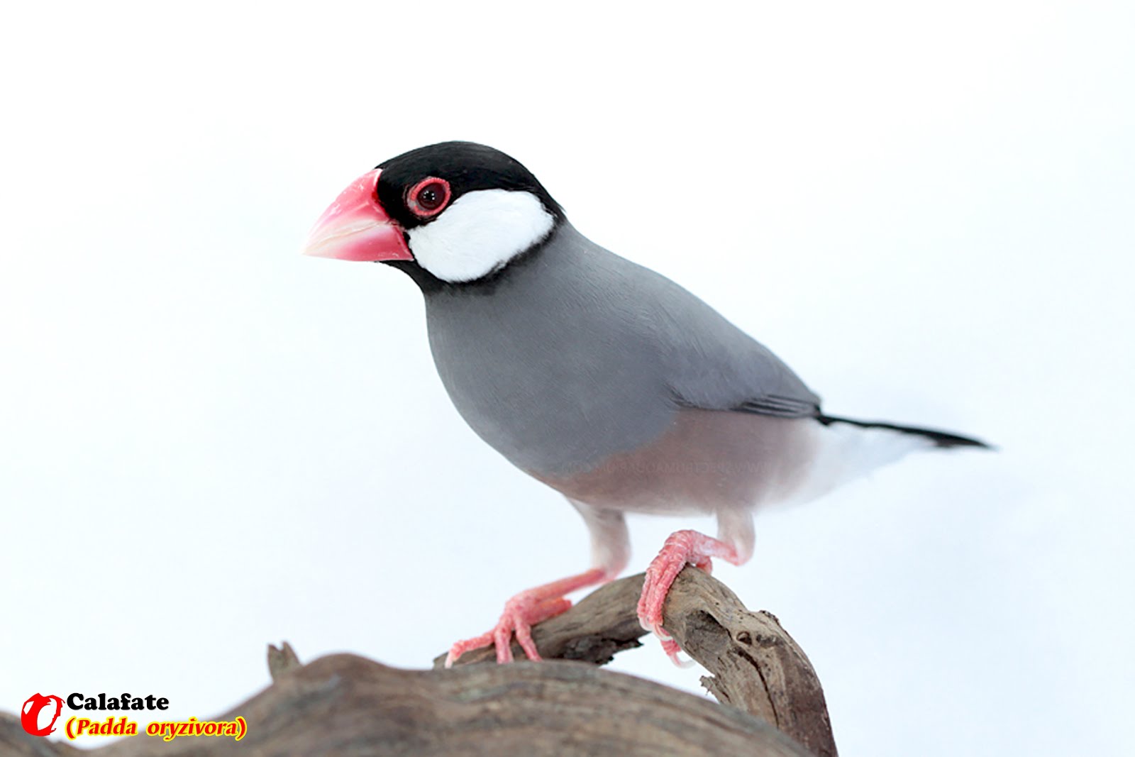 UNAIENSES: ORNITOLOGIA - Calafate (Padda oryzivora)
