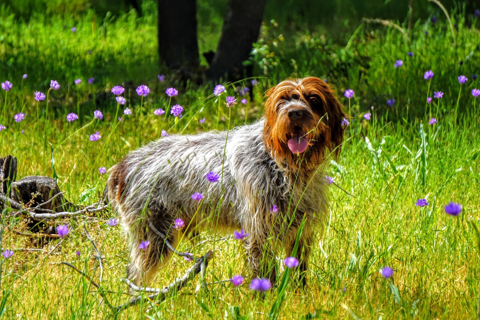 Idaho Outback Wirehaired Pointing Griffon Puppies!: Buddy looks pretty ...