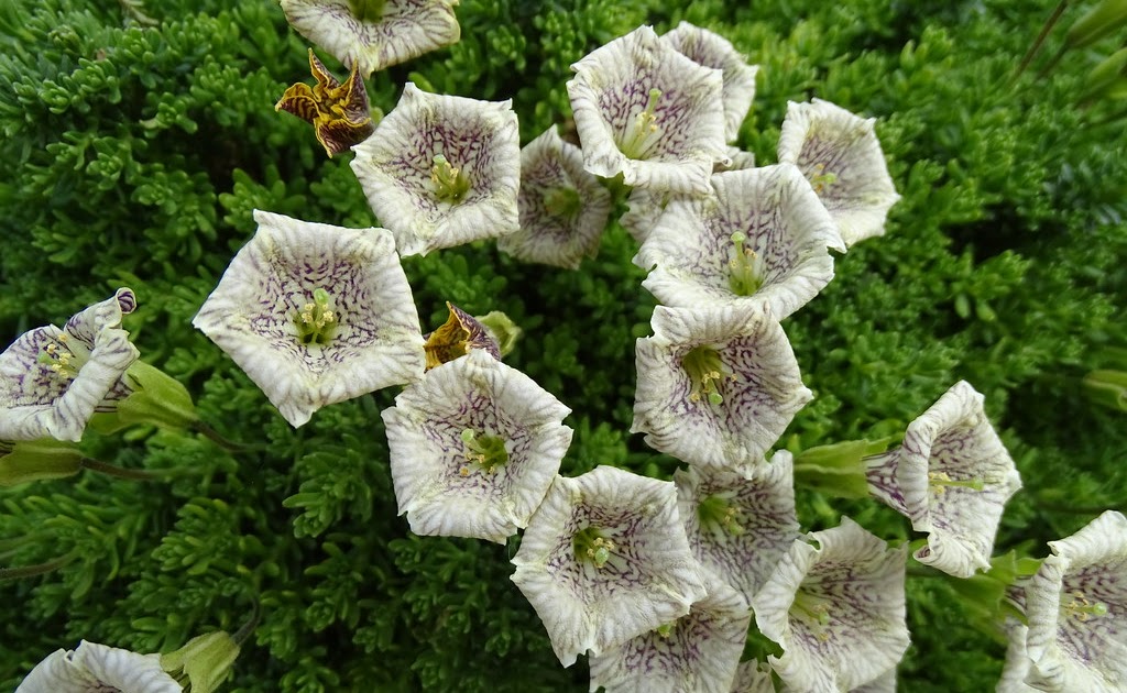 Petunia patagonica care and culture | Travaldo's blog