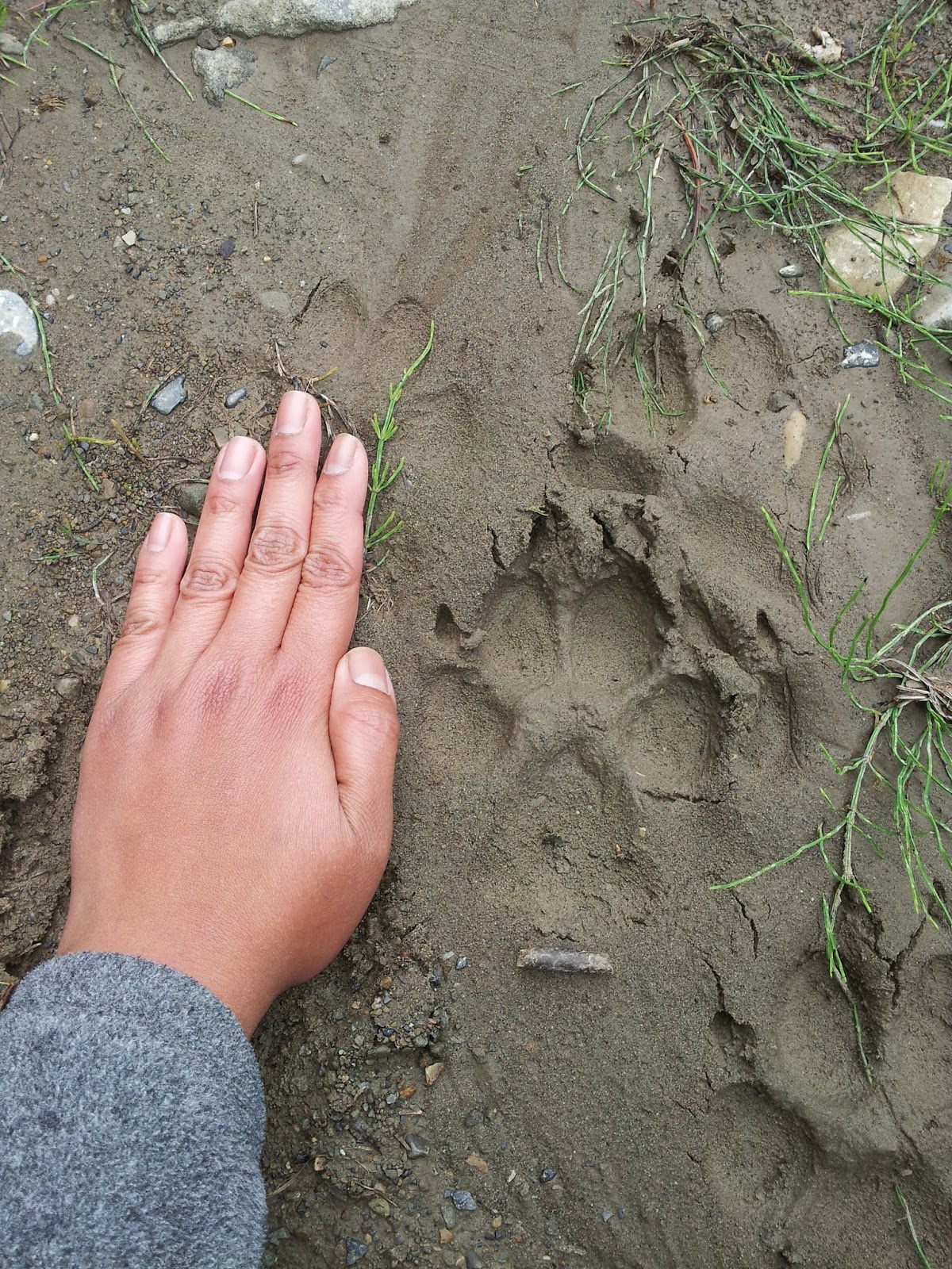 Timber Wolf Paw Print