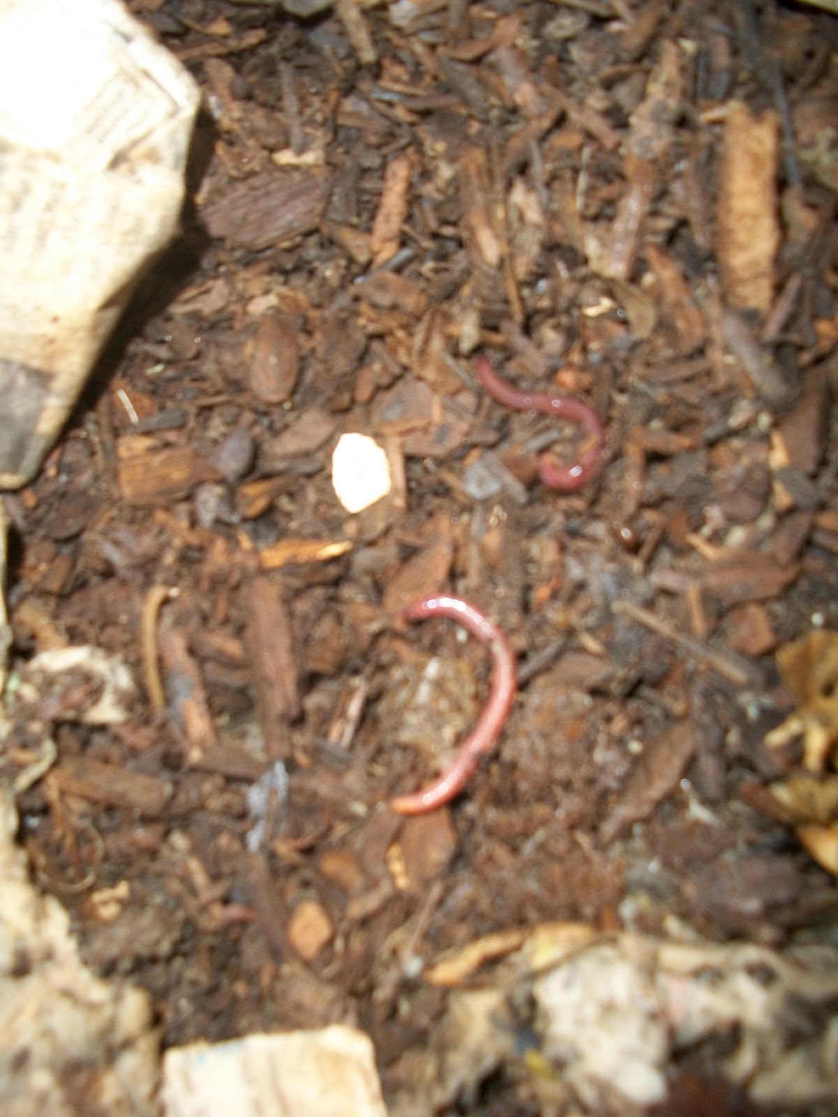 ENVS Real Life: Dirty Worms: