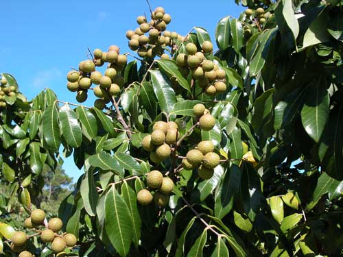 .: Longane au Sirop : 3,50