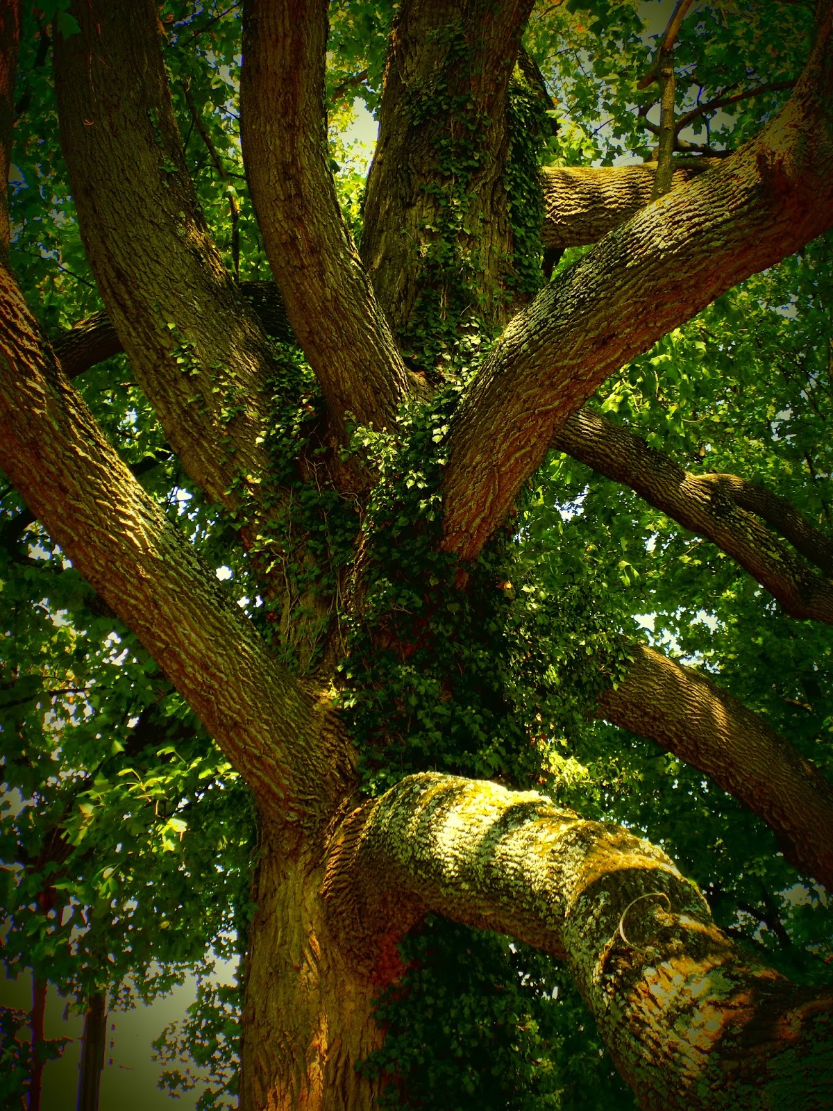 Tales From the Trails: Rockville Academy: Large Tulip Poplar Tree