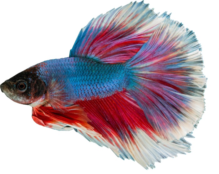 Over og ut med evolusjon...: Naturlig seleksjon og mutasjoner = Evolusjon?