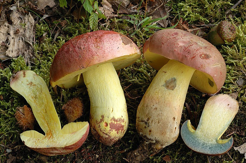 Hribul regal (Boletus regius) | Ciupercomania, totul, cu si despre ciuperci