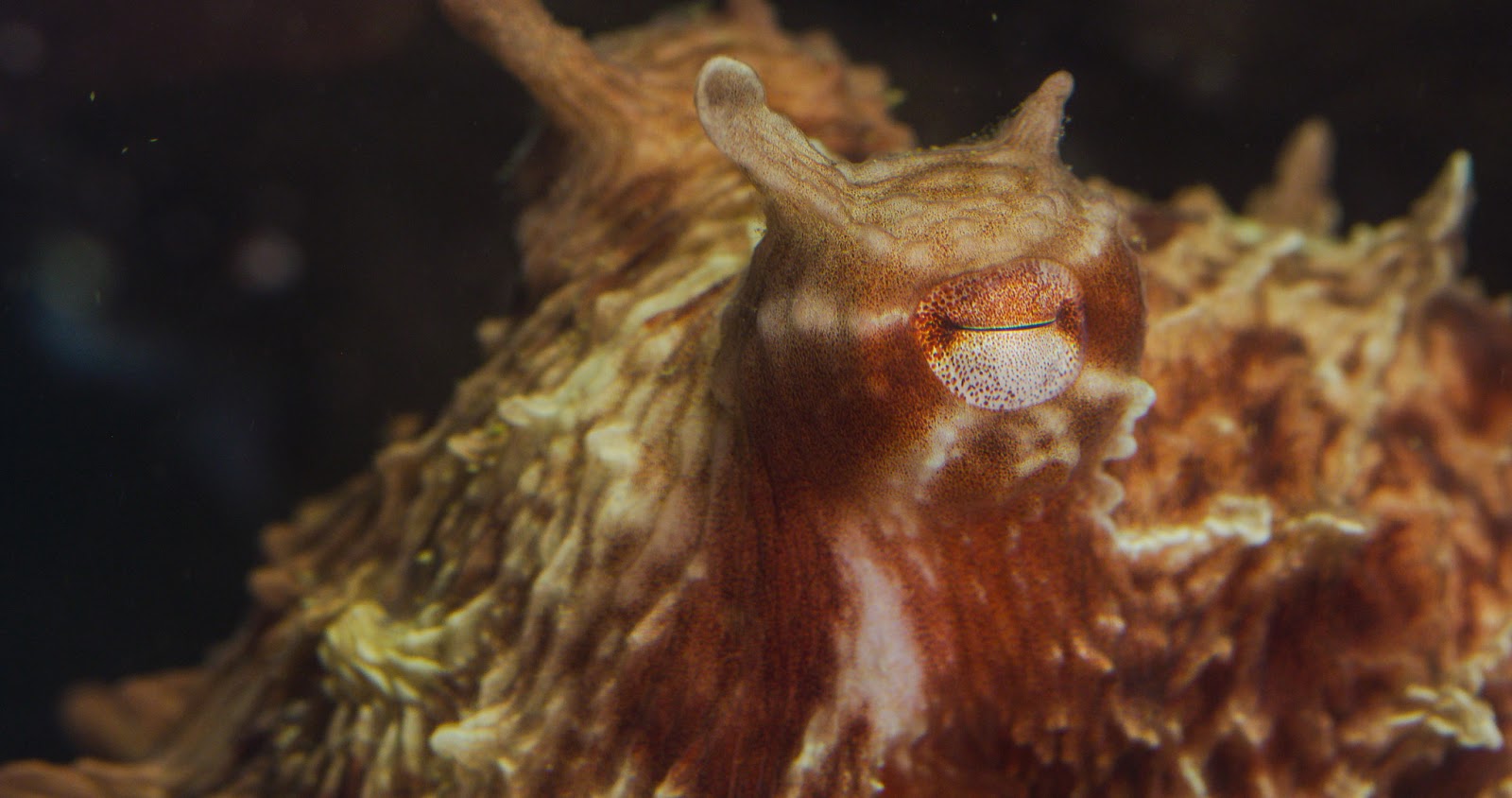 PTMSC Blog : Lecture: The Octopus Learning Project