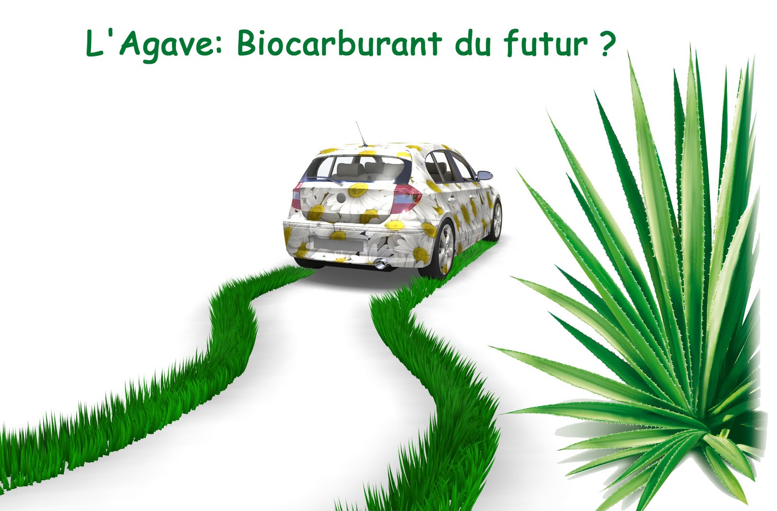 Sunny Via® - Le Blog: L'agave: le Biocarburant du Futur