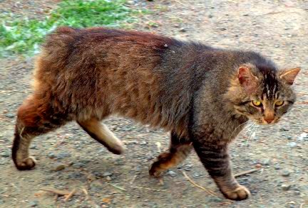 Manx cat Breeds fact and Images - Cat Paw 2