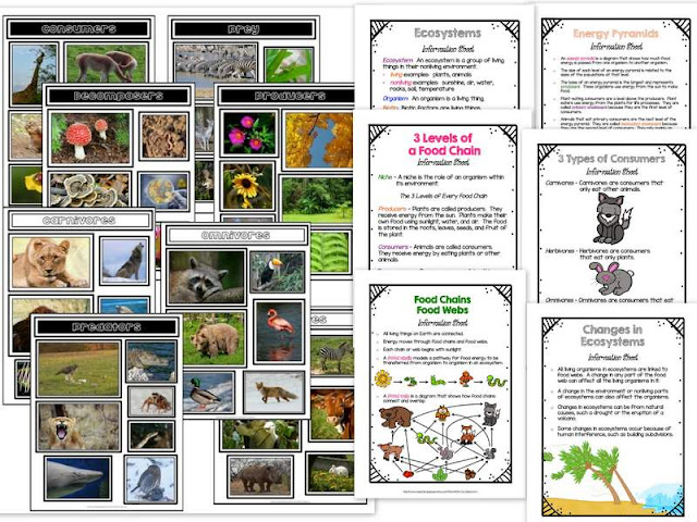 Mrs. C's Classroom: 50% OFF SALE: SCIENCE BUNDLES