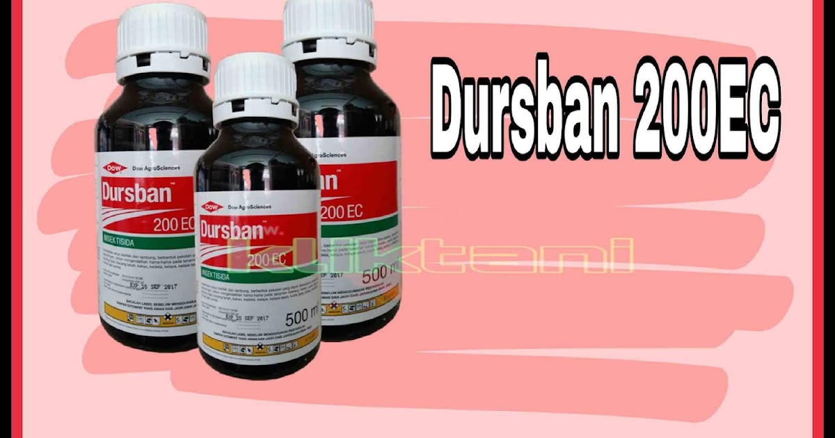 Fungsi dan Dosis Insektisida Dursban 200EC Bagi Tanaman - kliktani.com