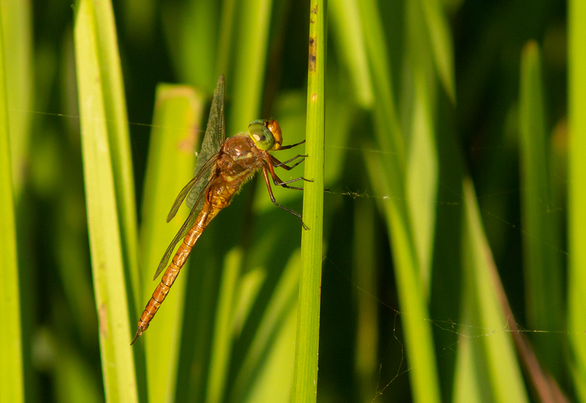 Weedon's World of Nature: Norfolk Hawker, Baston Fen, Lincs