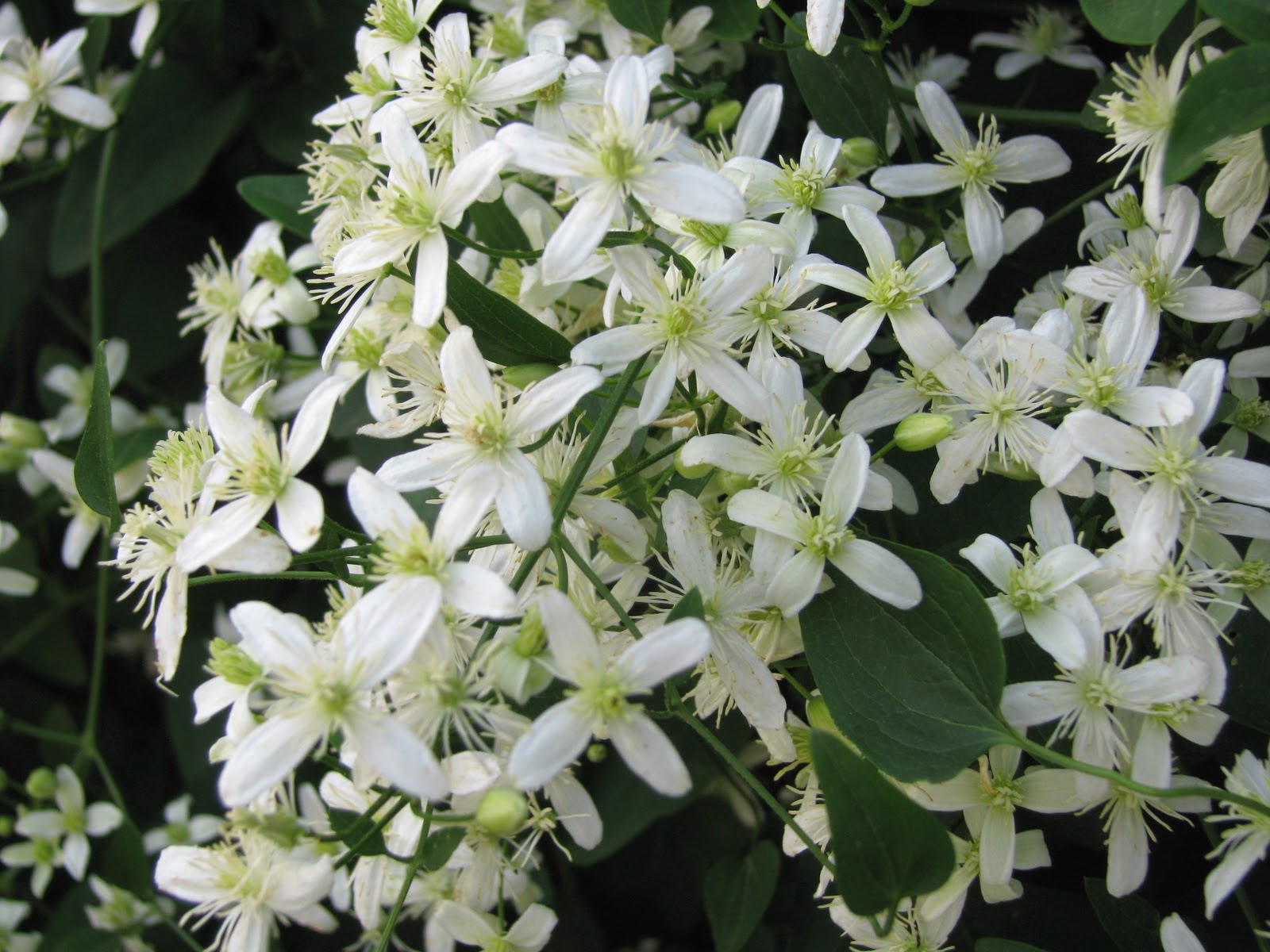 Angelgirlpj: Silver Lace Vine