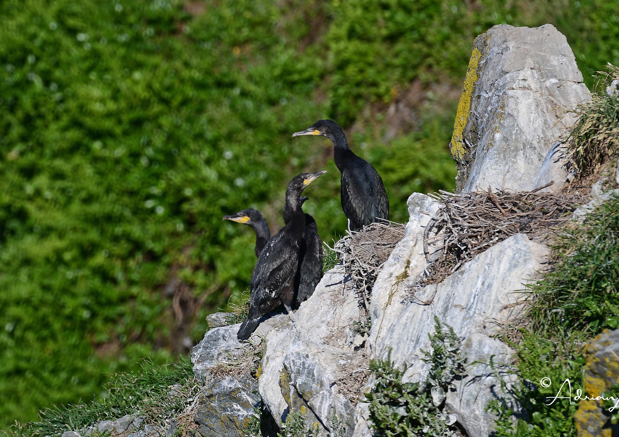 images-naturally!: Looe island seal survey and bird monitoring. 27th ...