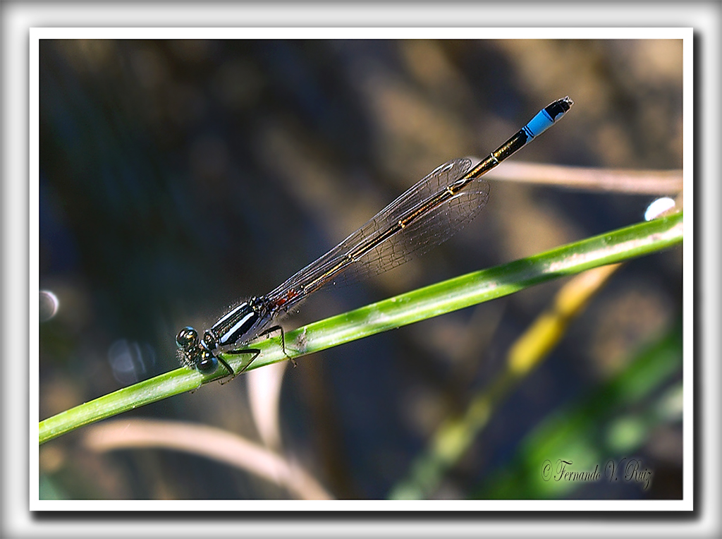 Insectos de La Rioja: Ischnura graellsii (Caballito del diablo)