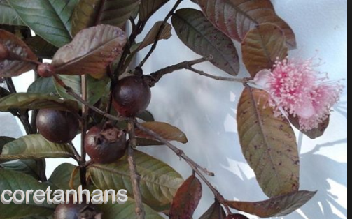 Pengenalan Jambu Biji? Jenis-Jenis Jambu Biji??? (Psidium Guajava ...