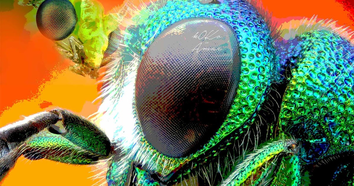 Insectos: Los insectos