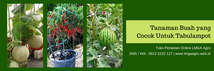 Toko Pertanian Terdekat | Lmga Agro: Manfaat Melon Benih Dainty 1949 ...