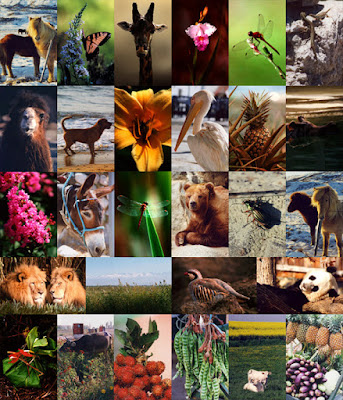 “Kinds” versus “species”