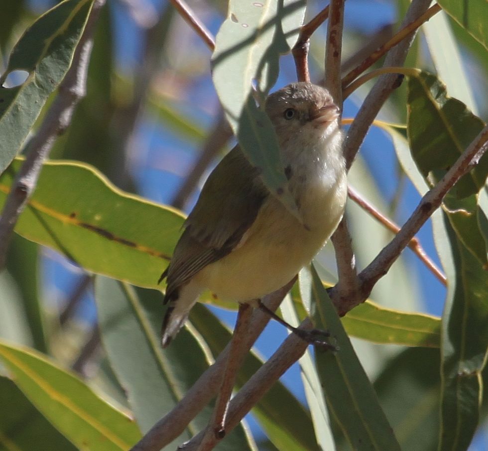 Richard Waring's Birds of Australia: Weebill, Willie Wagtail, Female ...