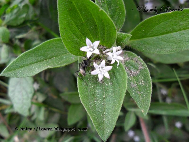 Brazilian Pusley - Richardia brasiliensis