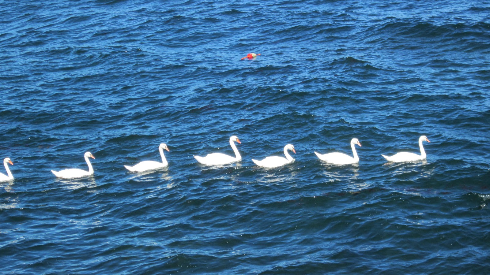 Medusa's Kitchen: A Series of Instants