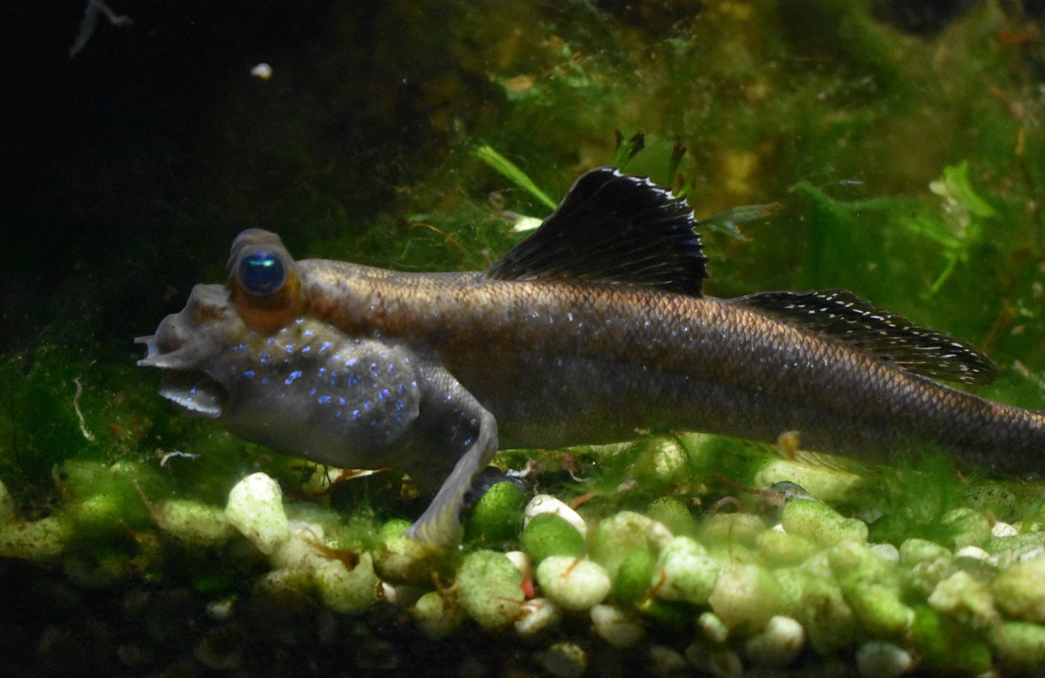 ZOOTOGRAFIANDO (MI COLECCIÓN DE FOTOS DE ANIMALES): SALTARÍN DEL FANGO ...