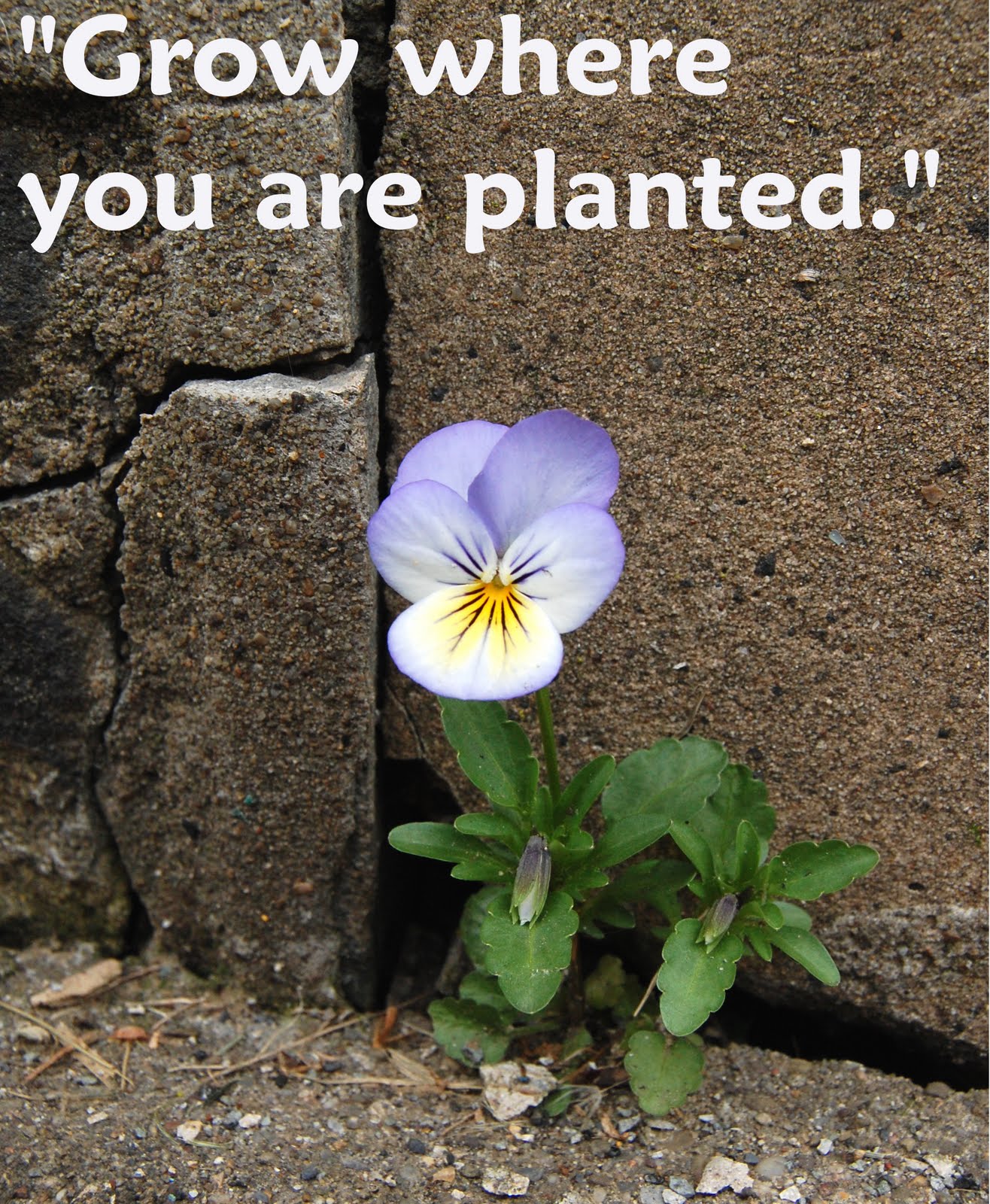 Adventures In Lymeland Grow Where You Are Planted adventures-in-lymeland-grow-where-you-are-planted
