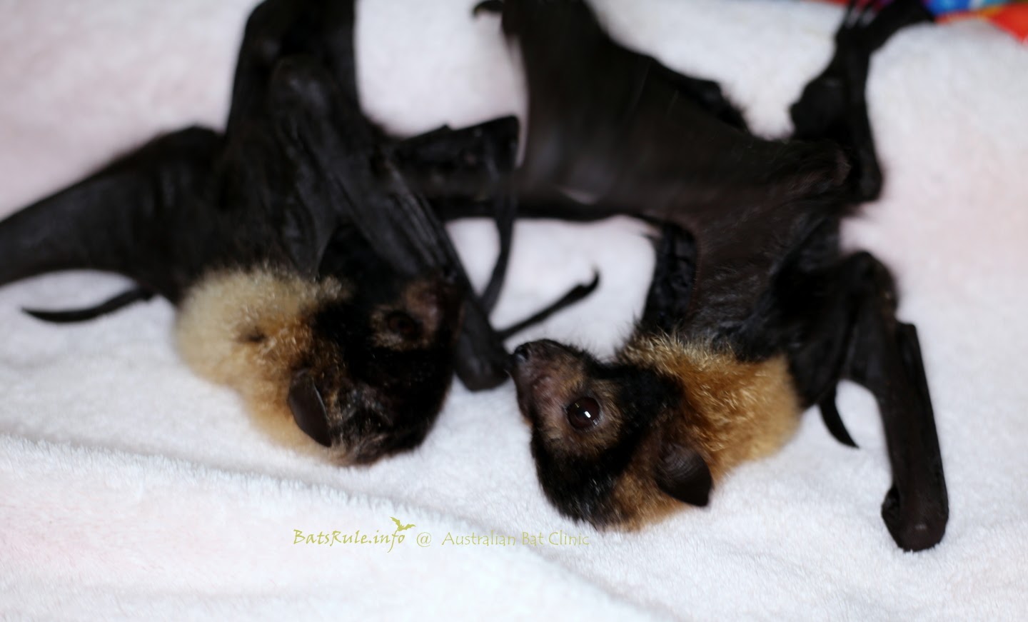 Rehab | Cairns Qld Megabat babies Spectacled in care, Pteropus ...