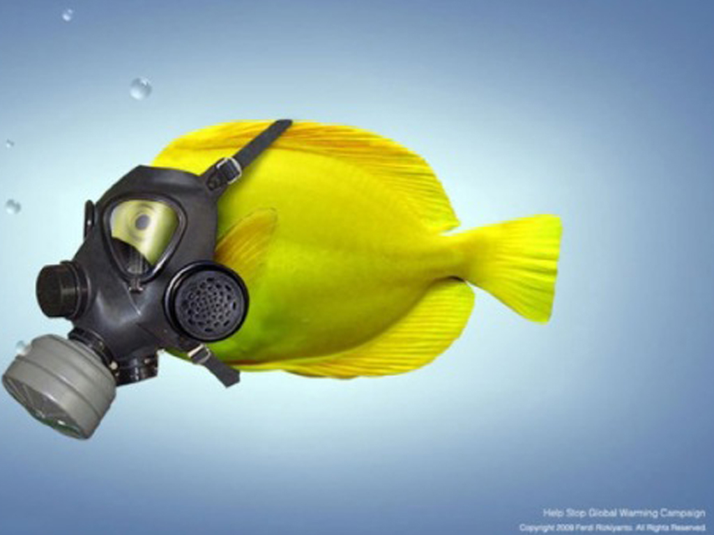 Cool Pictures: Top 30 cool Funny fish wallpaper gallery collection