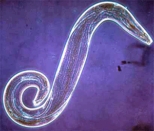 Biologeek: Filum Protozoa