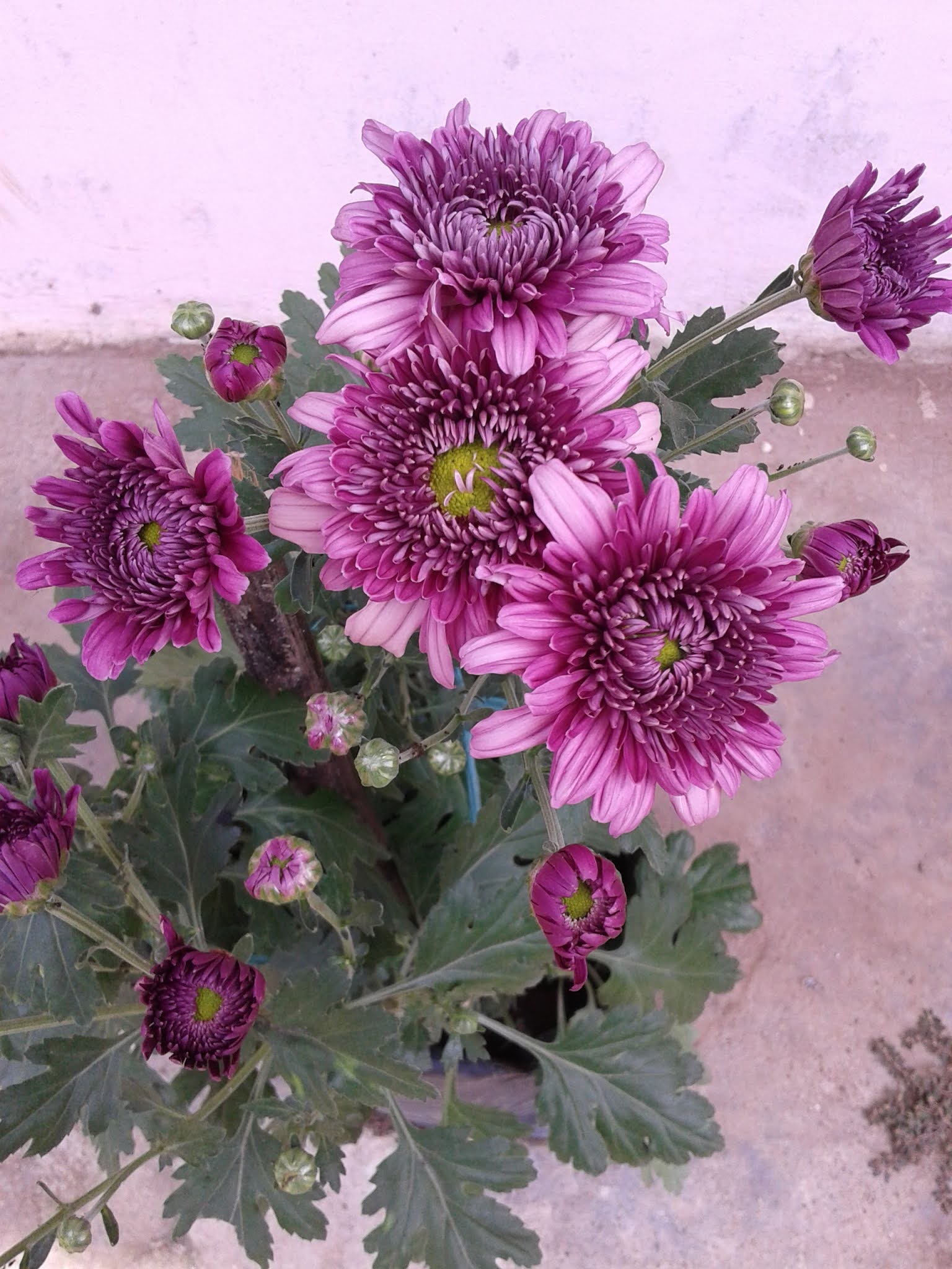 Bunga Seruni atau Krisan