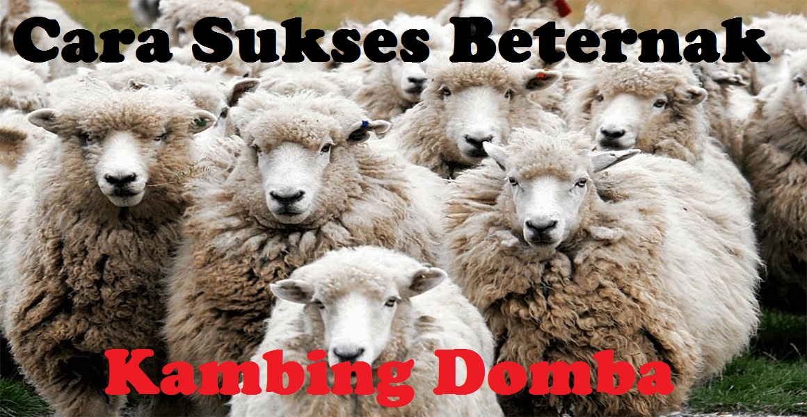 Cara Sukses Beternak Kambing Domba Untuk Pemula | BUDIDAYA