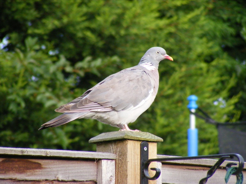 Cholsey Wildlife: Tuftie
