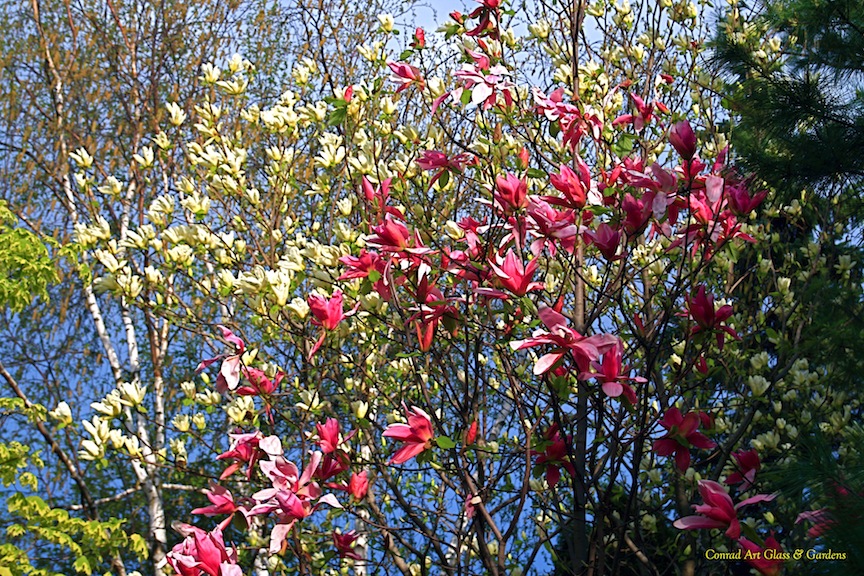 Conrad Art Glass & Gardens: Magnolias