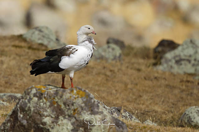 mis fotos de aves: Chloephaga melanoptera Guayata Andean Goose