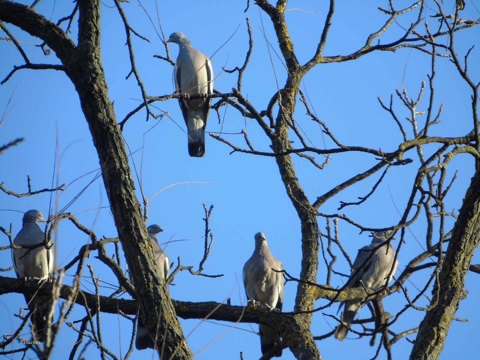 PASARI DIN ROMANIA: PORUMBEL SALBATIC GULERAT, Columba palumbus
