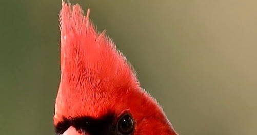 Wonderful Man's Face Bird - Afuni's Knowledge Hub