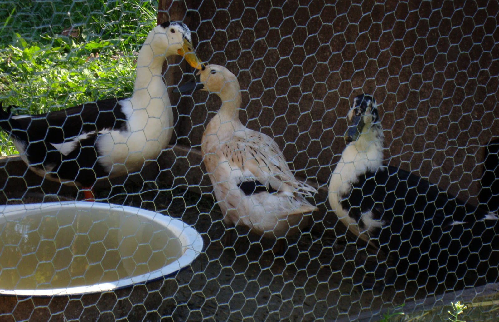 Chickety Chickens!