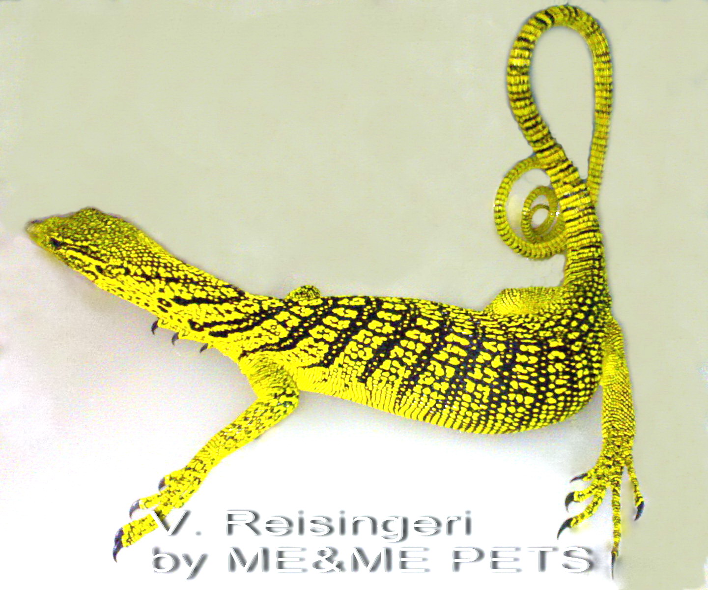 ME AND ME PETS: Tree Monitor - Biawak Pohon - Varanus prasinus complex