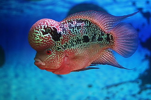 Flowerhorn The Hybrid Cichlids: Best Flowerhorn According To You