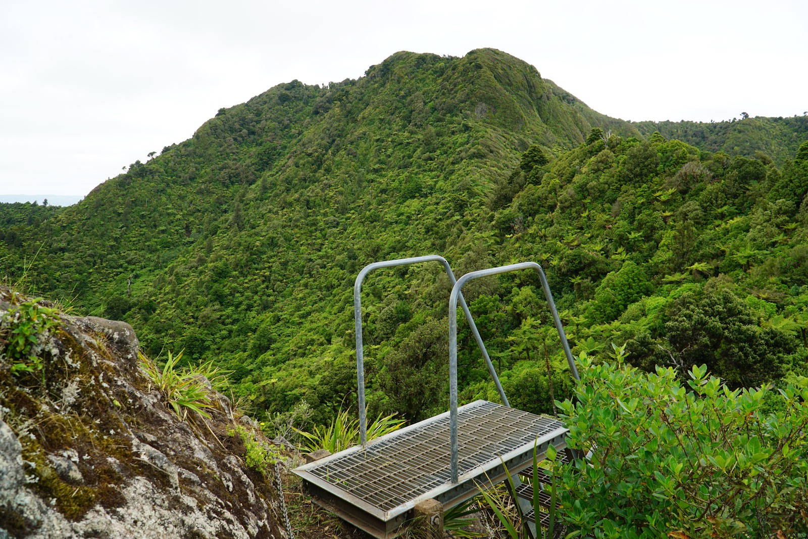Karioi Track (Pirongia Forest Park) ~ The Long Way's Better