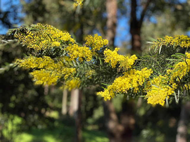 Why Wattle has 'Wow" Factor