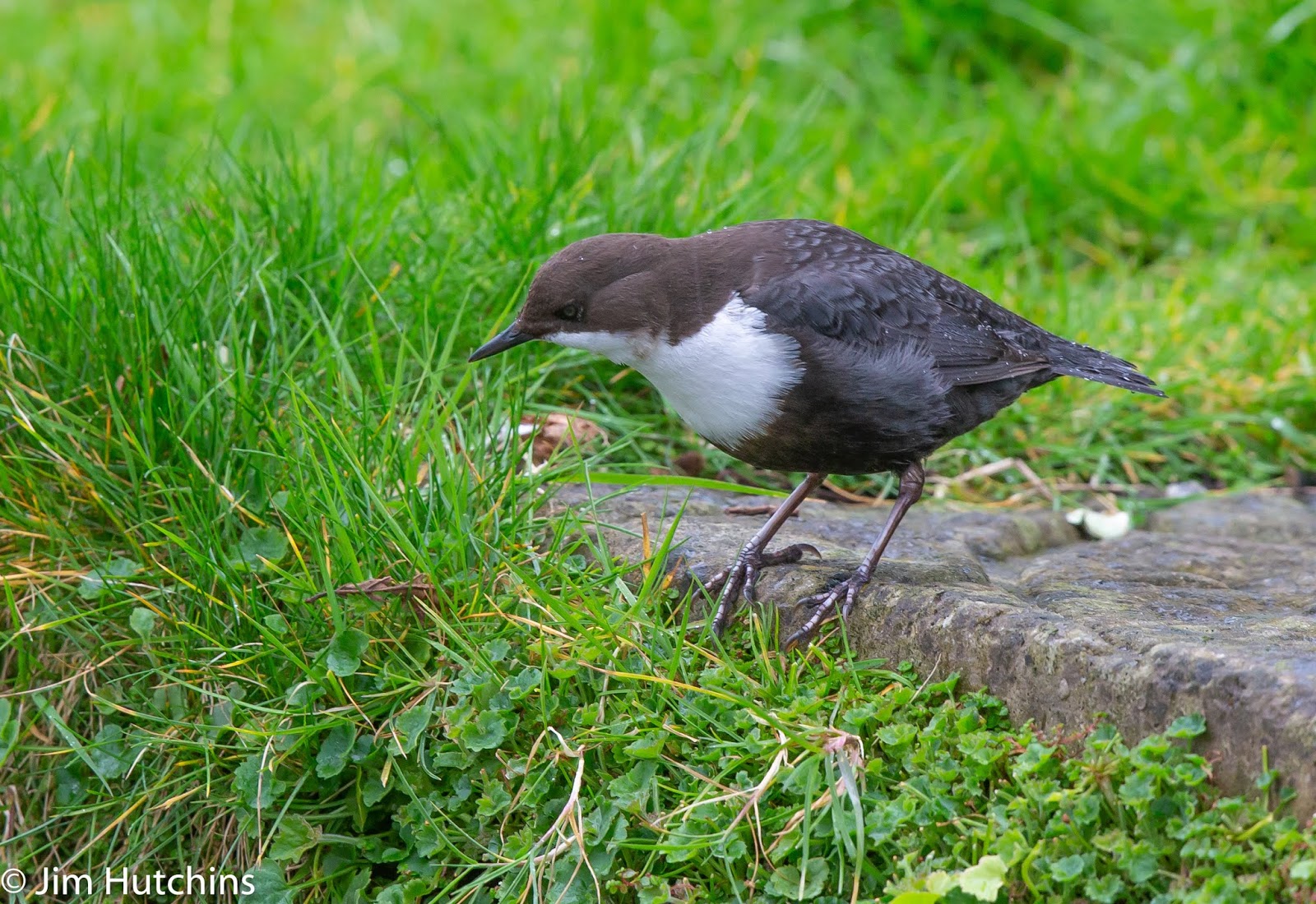 I love this time of year I really do - a weeks amazing birding!
