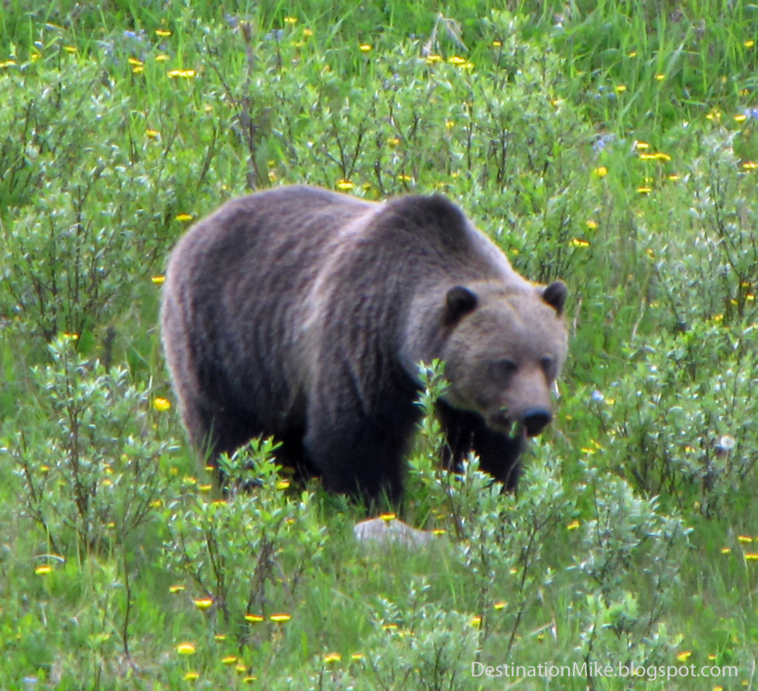 Destination Mike: The Grizzly Bears of Banff National Park