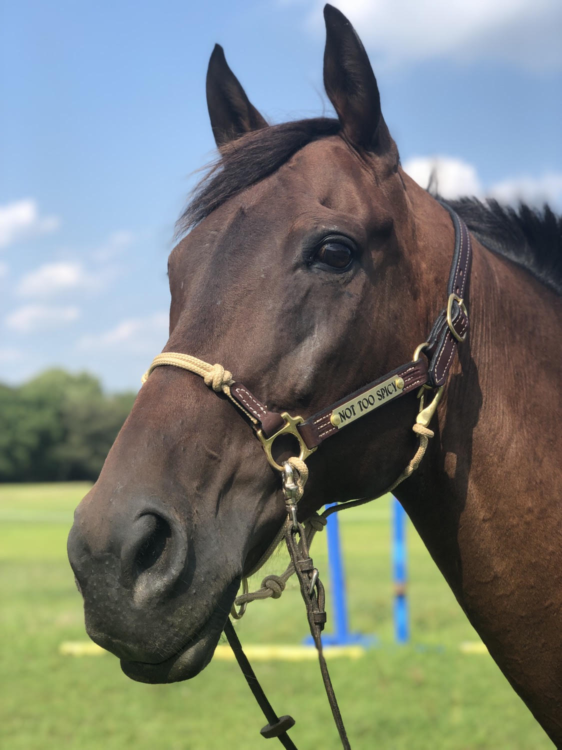 Product Review: Hybrid Halter